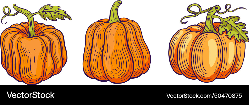 Hand drawn pumpkin colored set Royalty Free Vector Image