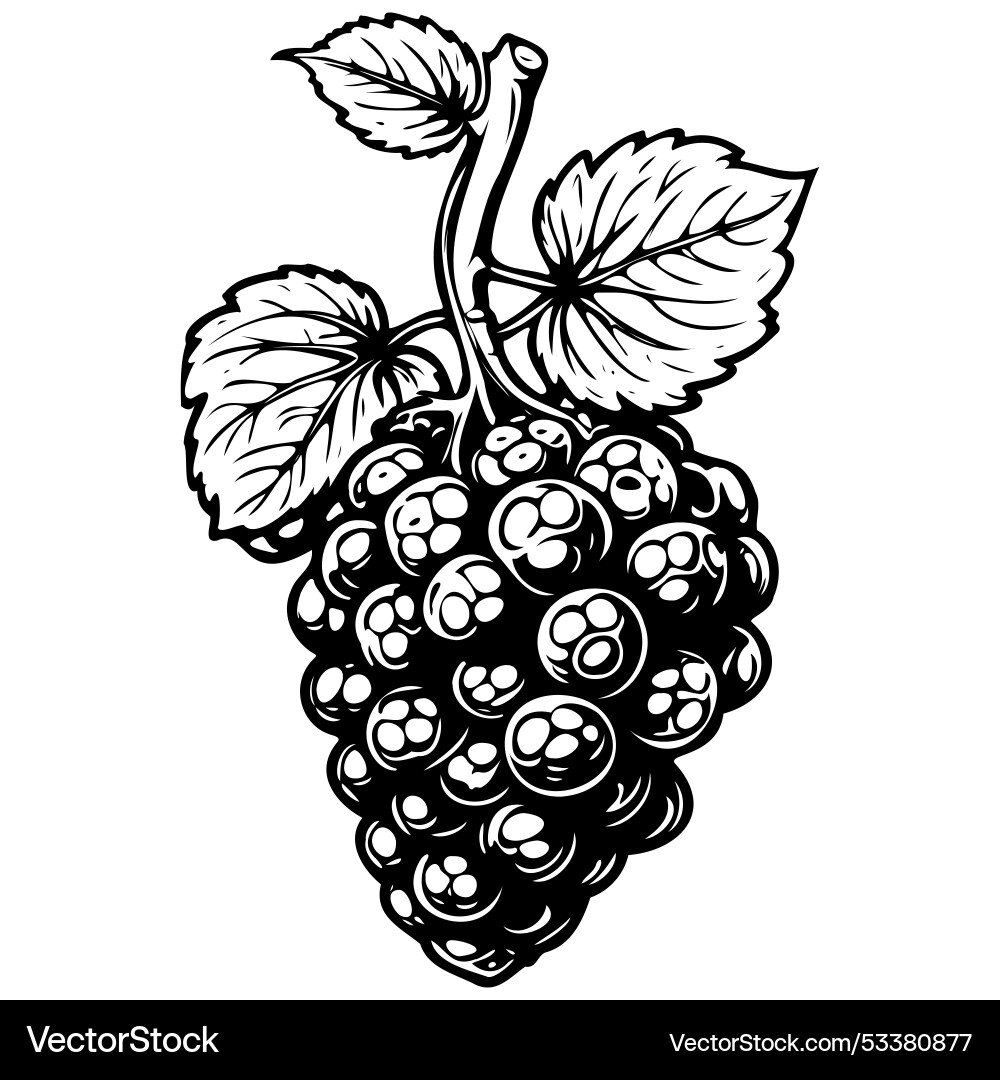 Black raspberry drawing vintage fruit image Vector Image