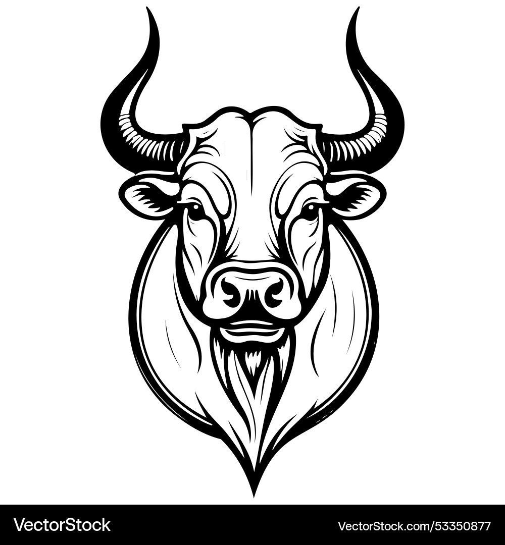Bull drawing vintage line image Royalty Free Vector Image