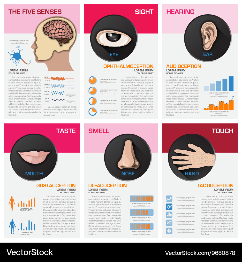 Five senses chart diagram infographic Royalty Free Vector