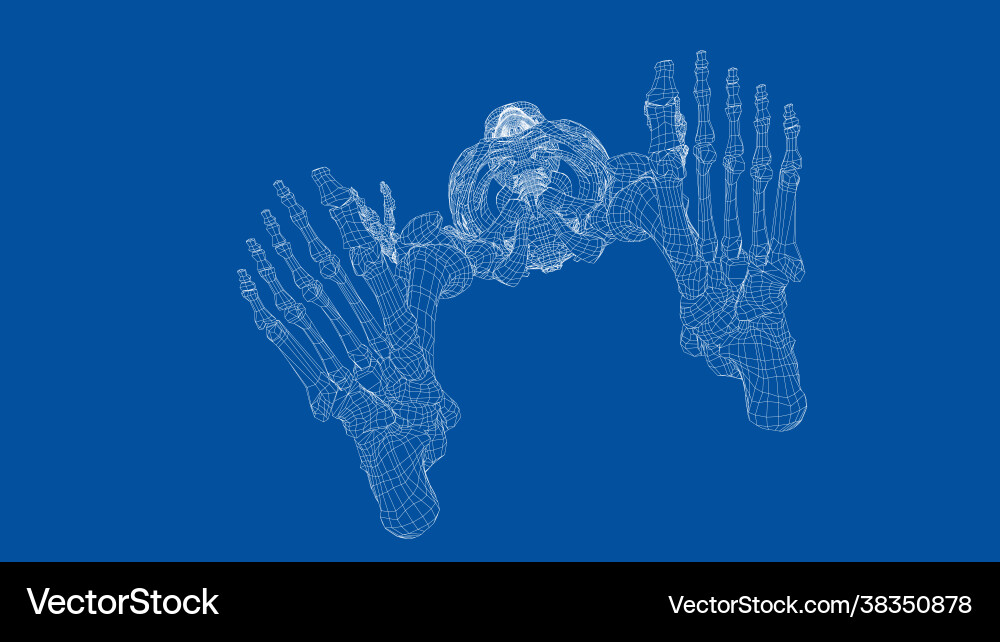 Human skeleton (38350878) – Royalty-Free Vector | VectorStock