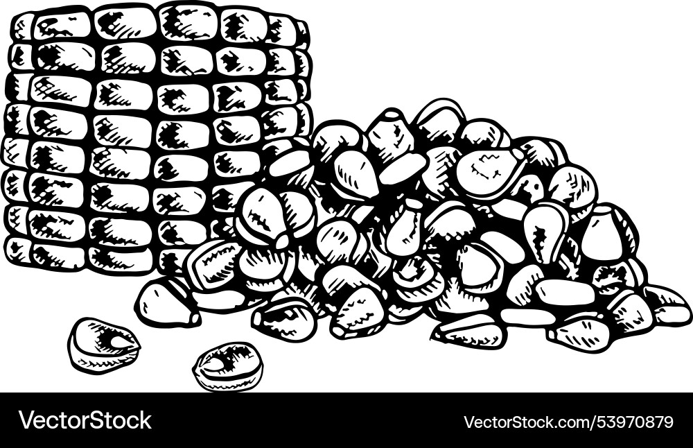Corn graphics depicting handfuls Royalty Free Vector Image