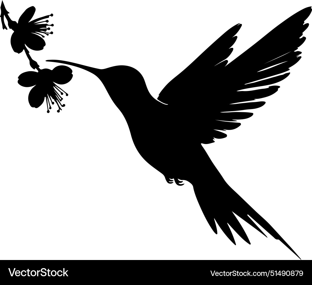 Flying hummingbirds silhouette isolated on white Vector Image