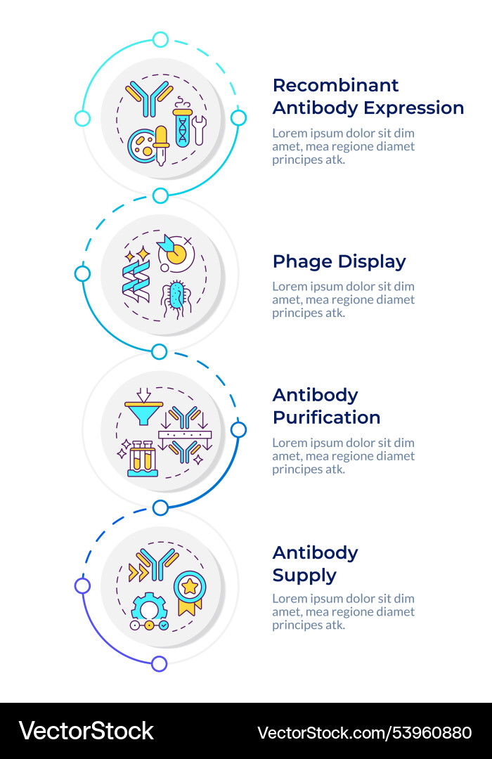 Antibody production process infographic design Vector Image
