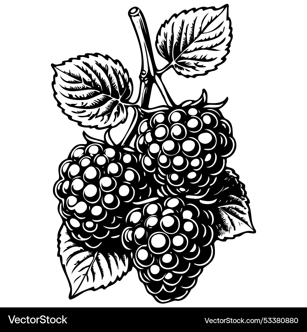 Black raspberry sketch realistic fruit monochrome Vector Image