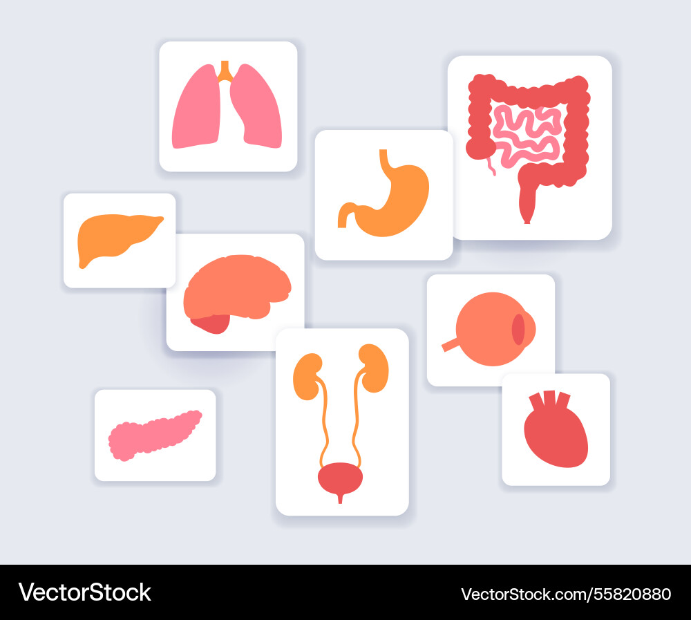Human internal organs Royalty Free Vector Image