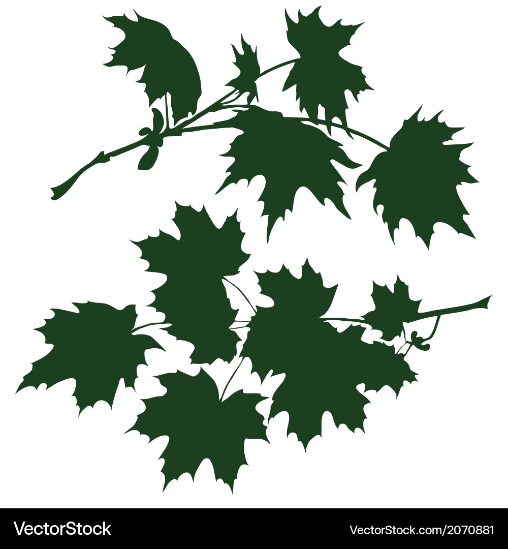 Branch of maple Royalty Free Vector Image - VectorStock