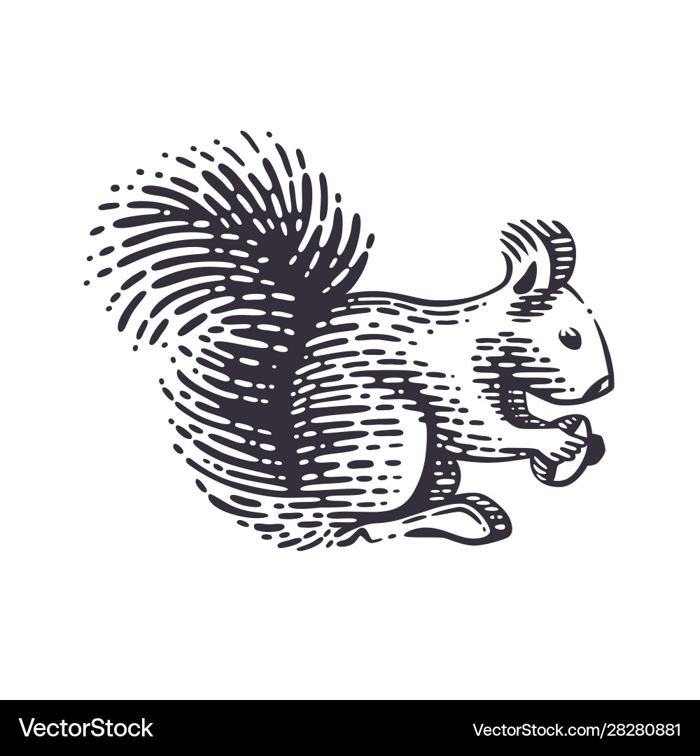 Squirrel Royalty Free Vector Image - VectorStock