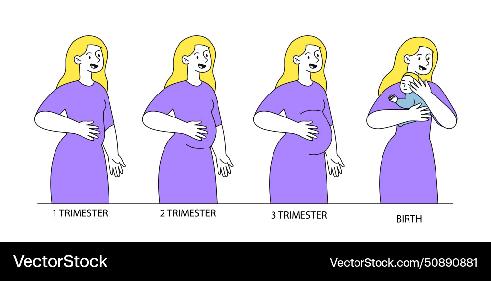 Stages of pregnancy linear Royalty Free Vector Image