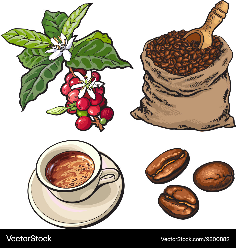 Evolution of coffee from berries to beans Vector Image