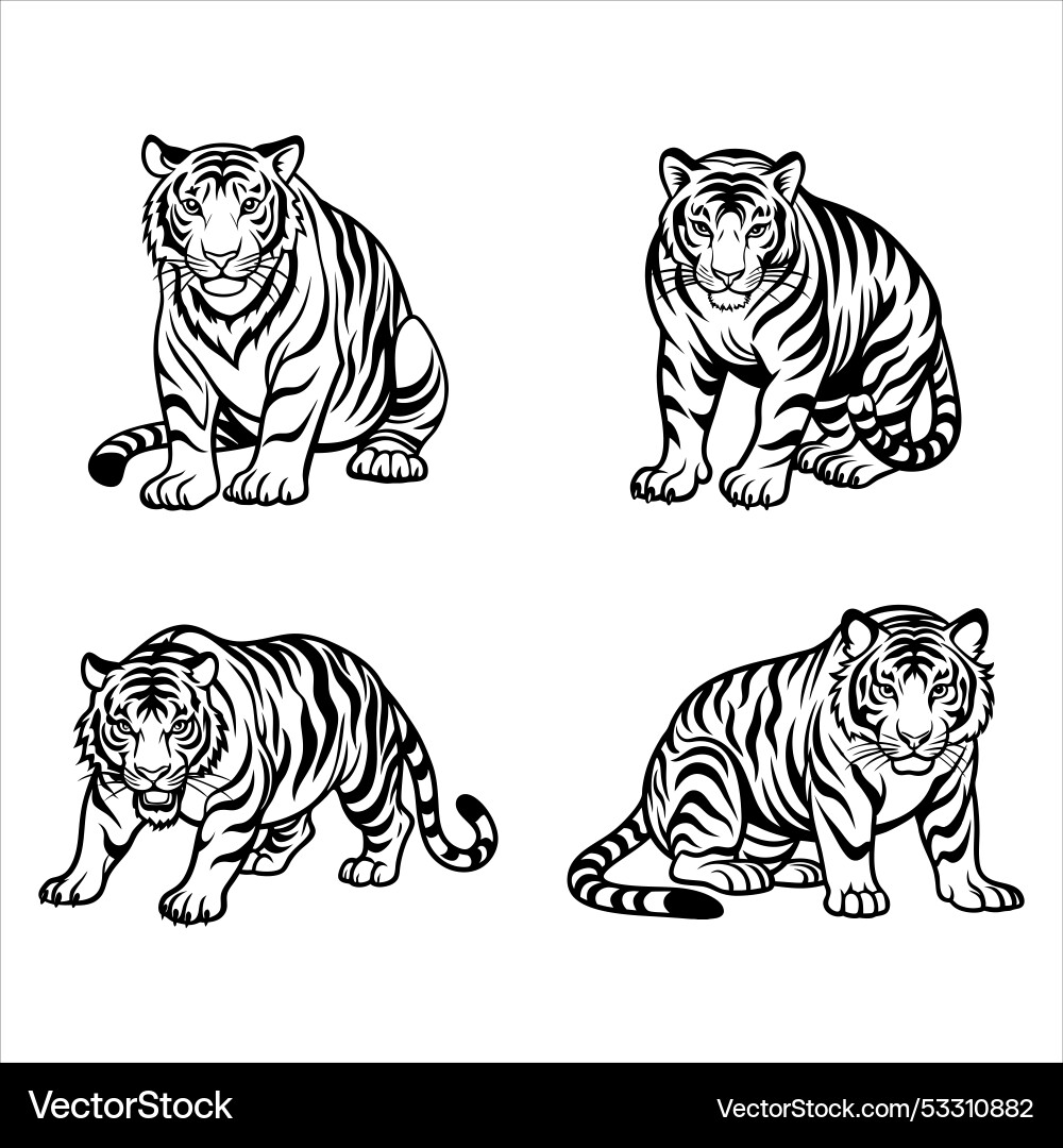 Tiger crouching svg Royalty Free Vector Image - VectorStock