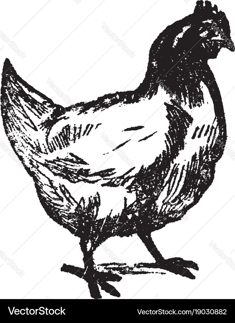 Vintage Chicken Line Art Royalty Free Vector Image