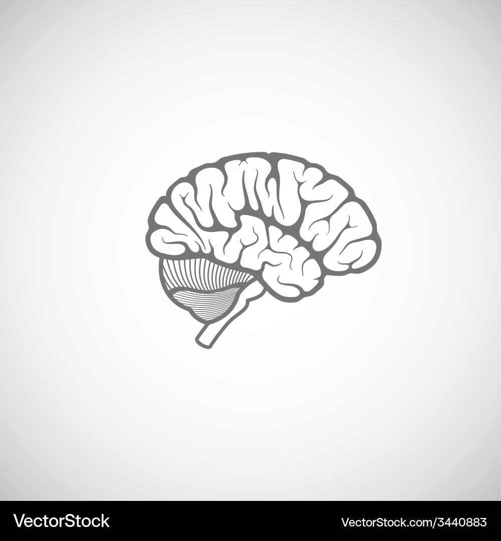 Human brain Royalty Free Vector Image - VectorStock