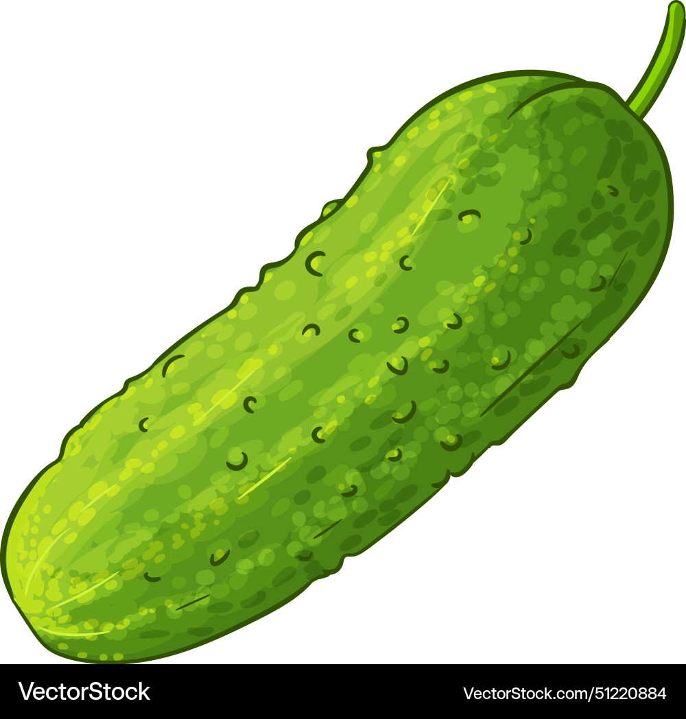 Cucumber vegetable colored detailed Royalty Free Vector