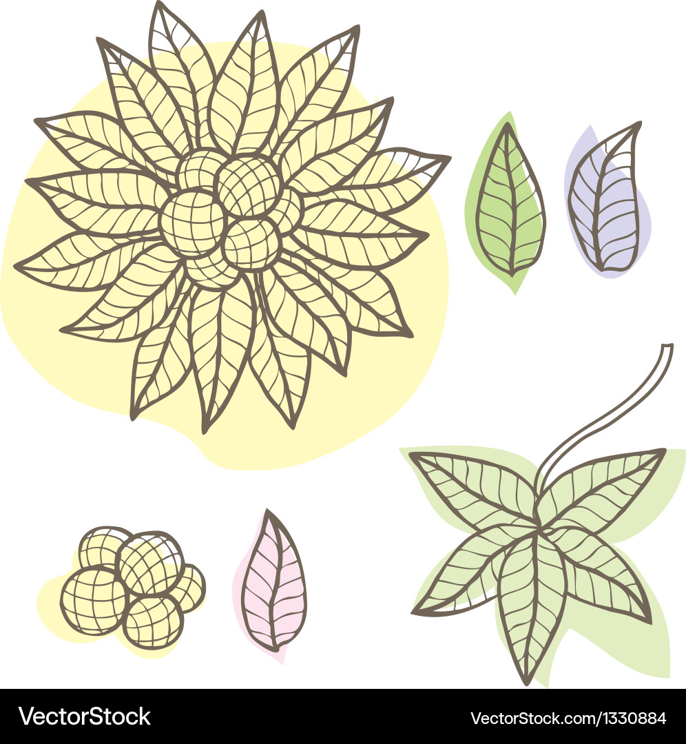Floral elements Royalty Free Vector Image - VectorStock