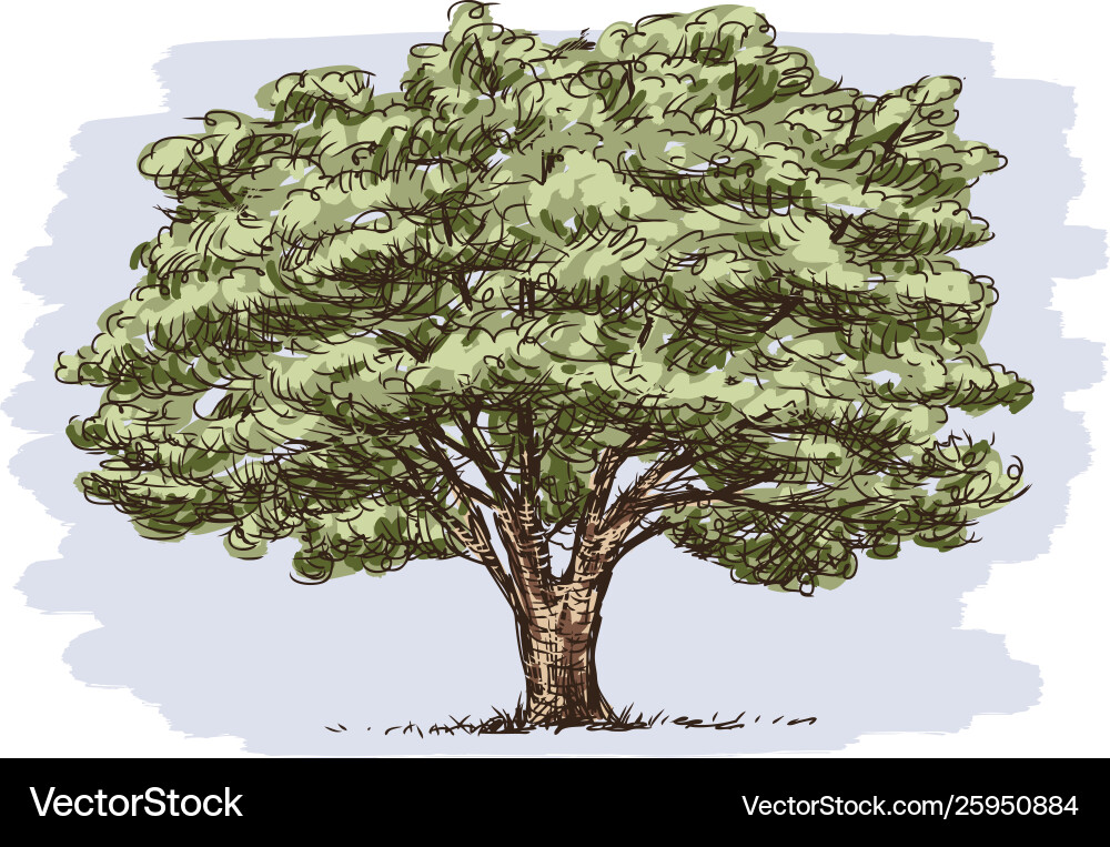 Big Old Tree Drawing