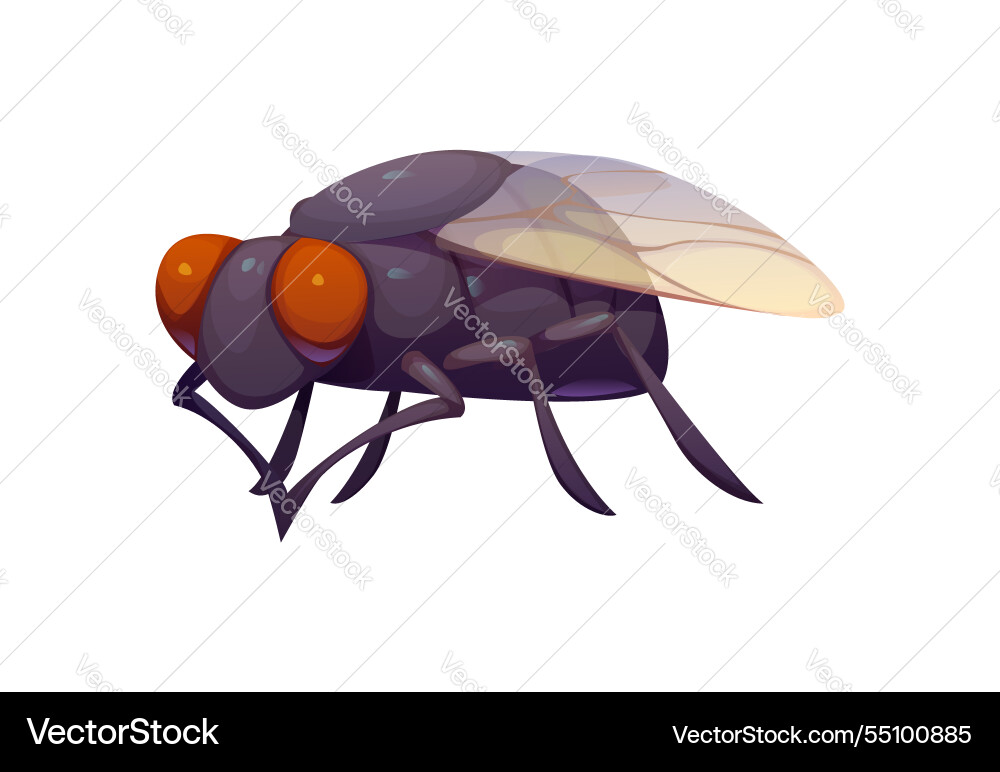 Cartoon funny fly insect character with large eyes
