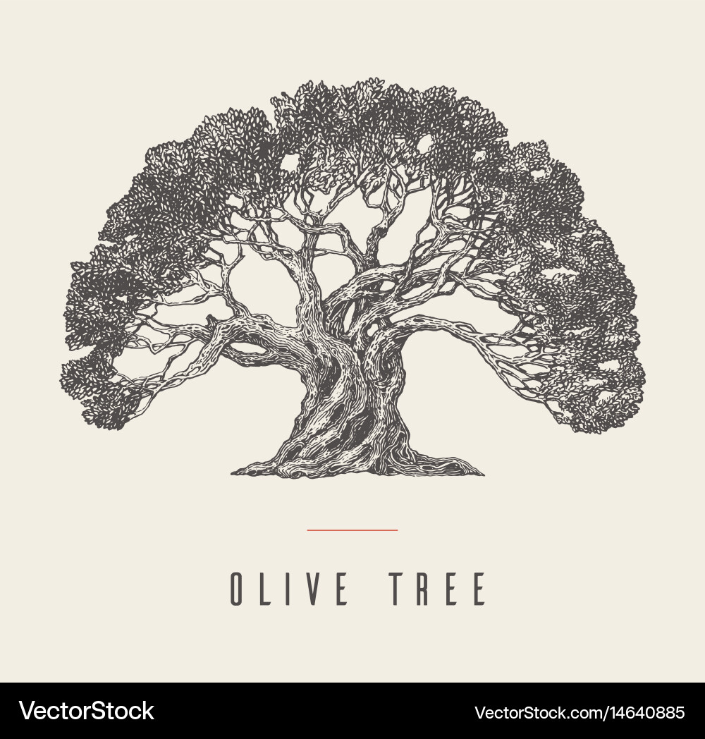 Drawn olive tree label oil Royalty Free Vector Image