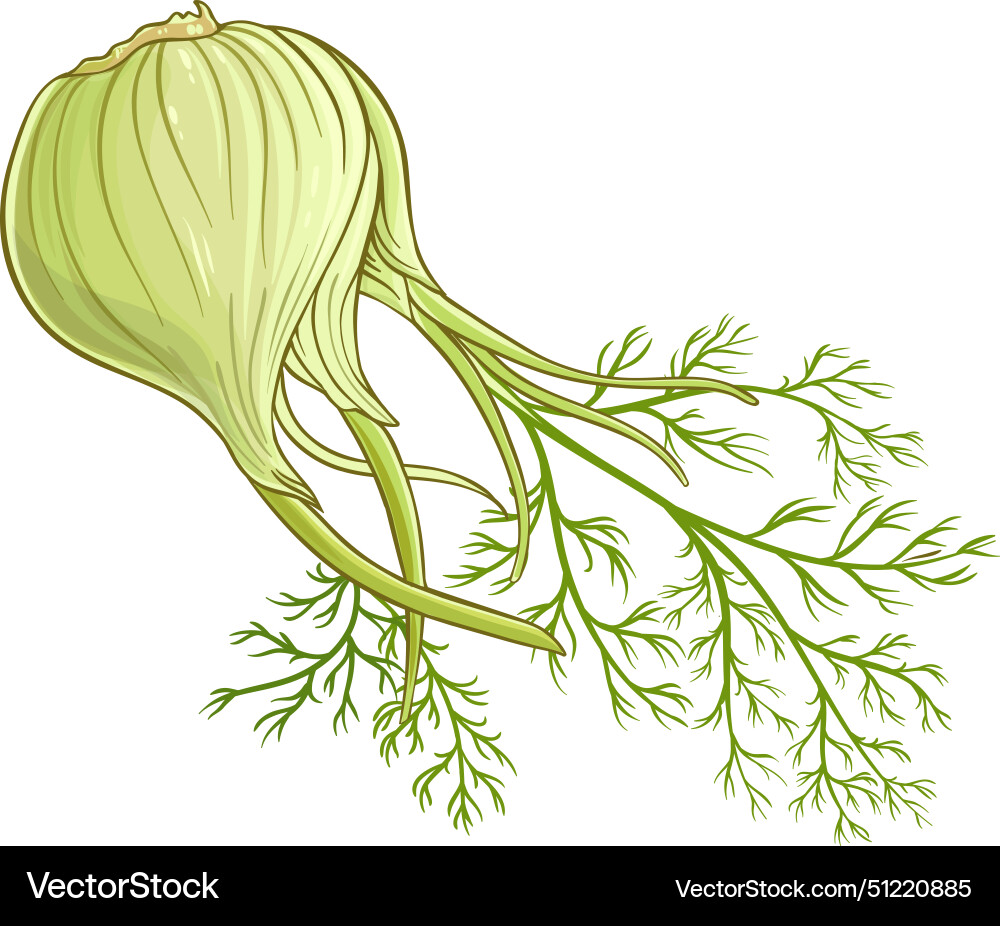Fennel vegetable colored detailed Royalty Free Vector Image