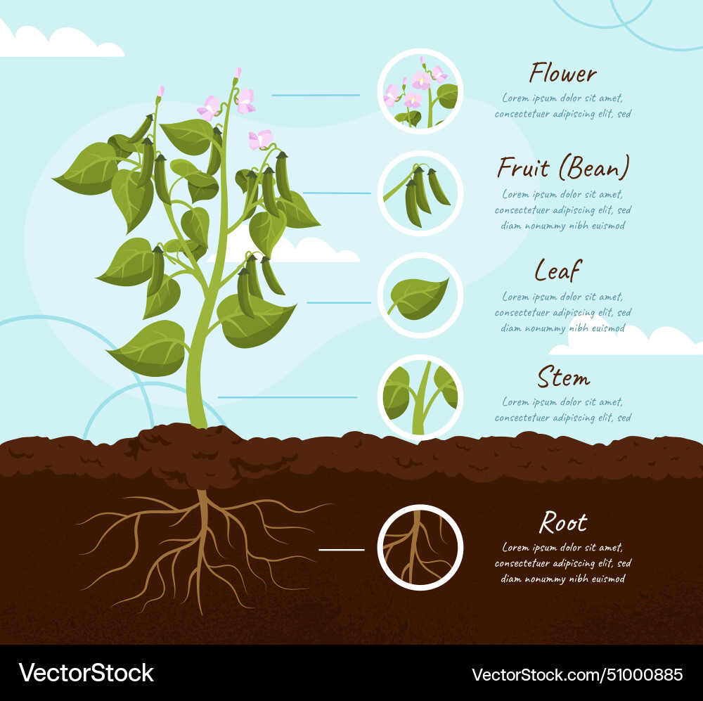 Plant parts infographics concept Royalty Free Vector Image