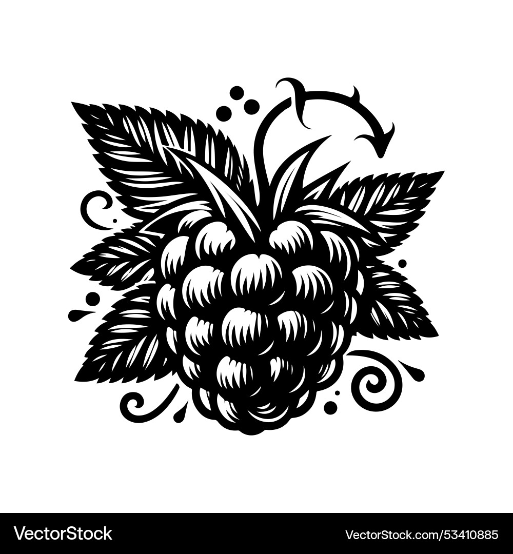 Raspberry art Royalty Free Vector Image - VectorStock