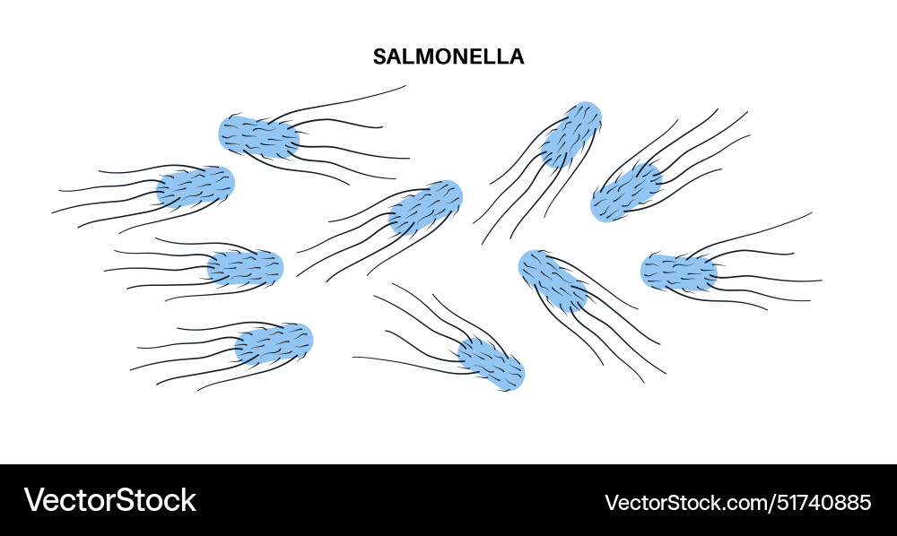 Salmonella typhimurium cells Royalty Free Vector Image
