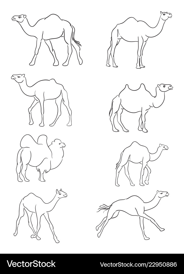Camel line art black white isolated Royalty Free Vector