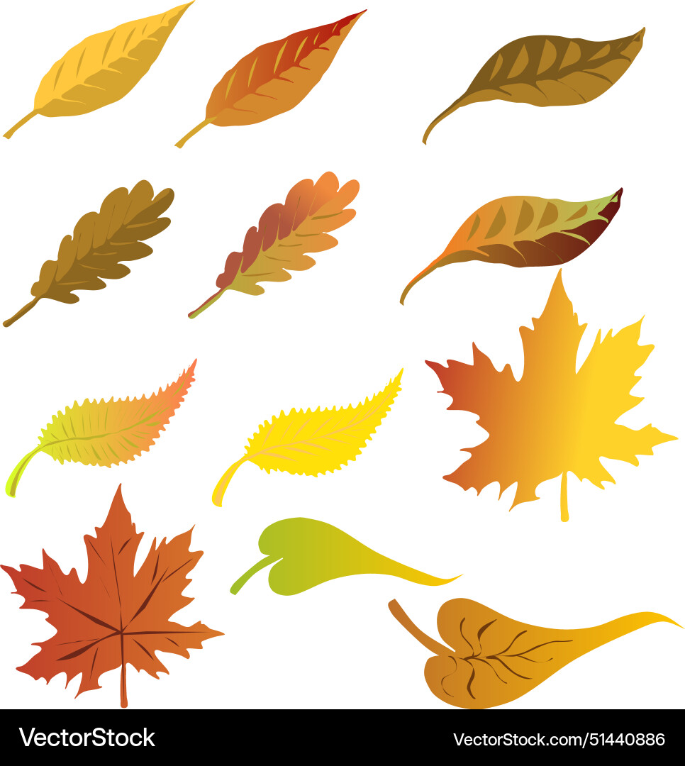 Graphic resource set of different types leaves Vector Image