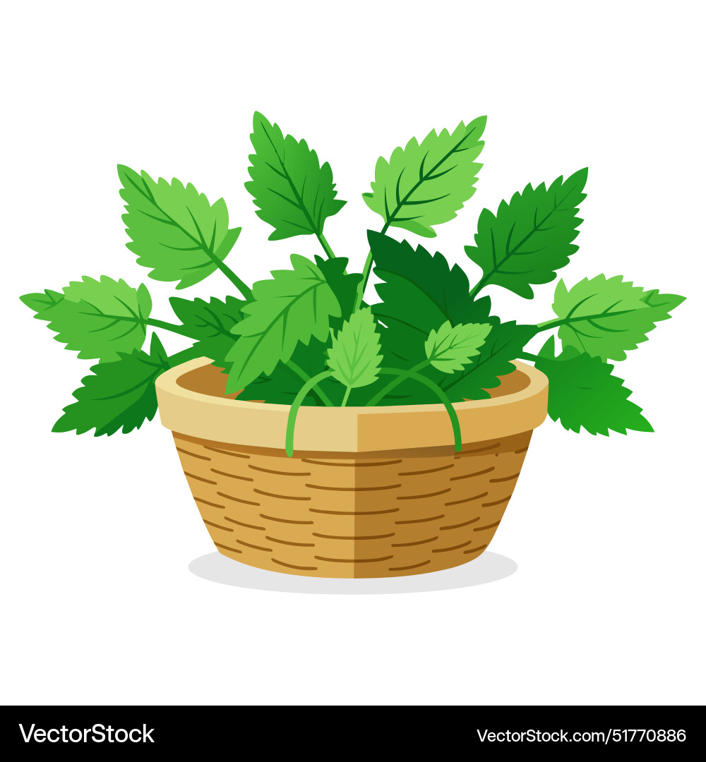 Stinging nettle in busket green leafy vegetables Vector Image