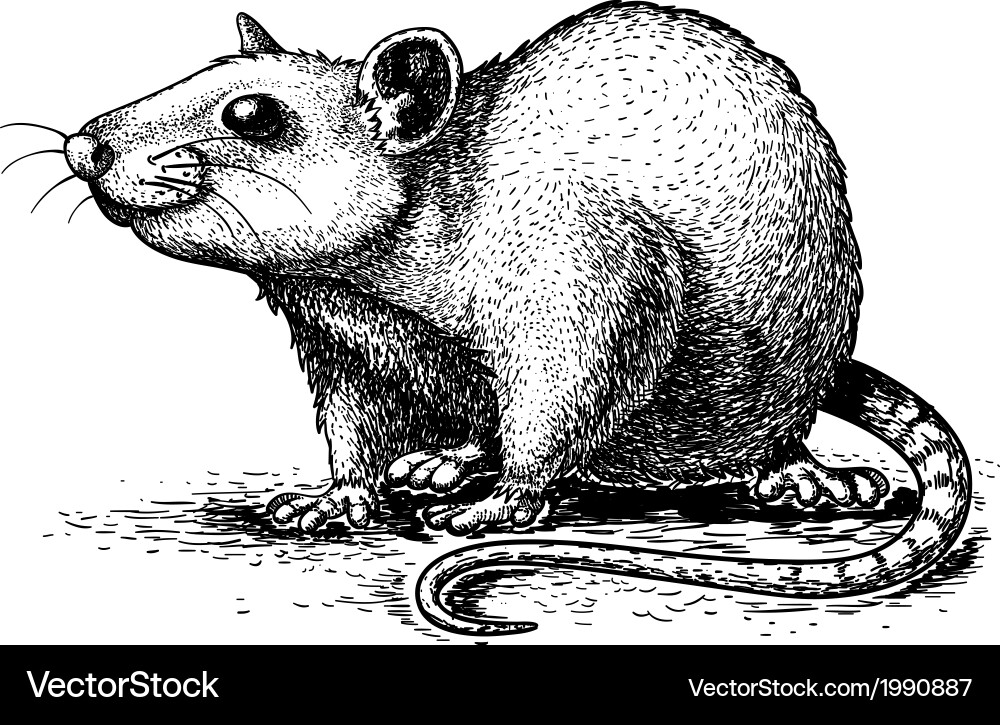 Gravur Ratte Lizenzfreies Vektorbild - VectorStock