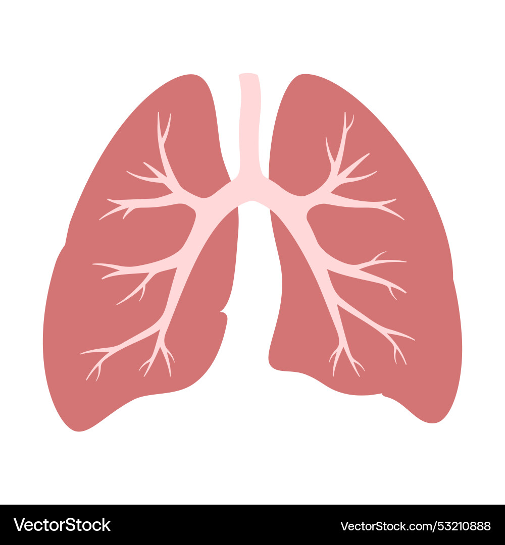 Human lungs Royalty Free Vector Image - VectorStock