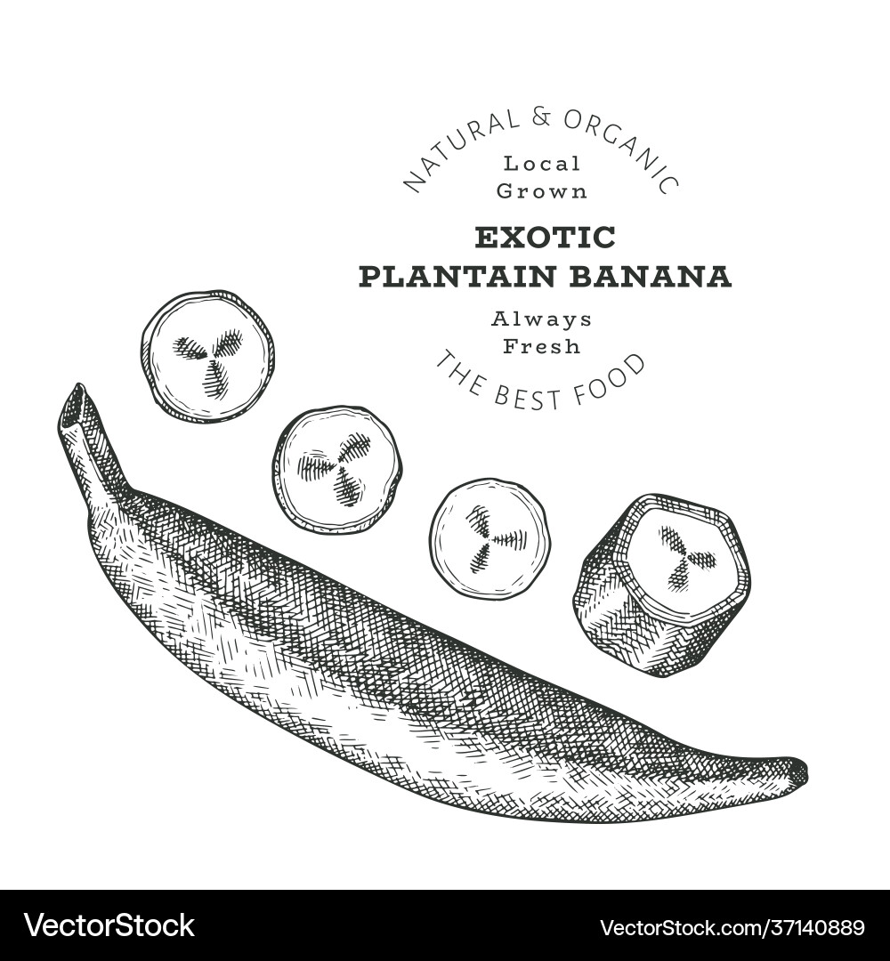 Hand drawn sketch style plantain organic fresh Vector Image