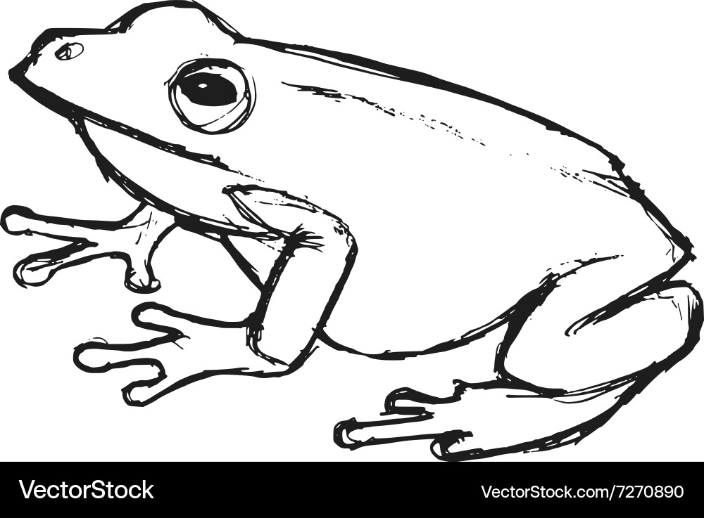 Green Tree Frog Royalty Free Vector Image - VectorStock