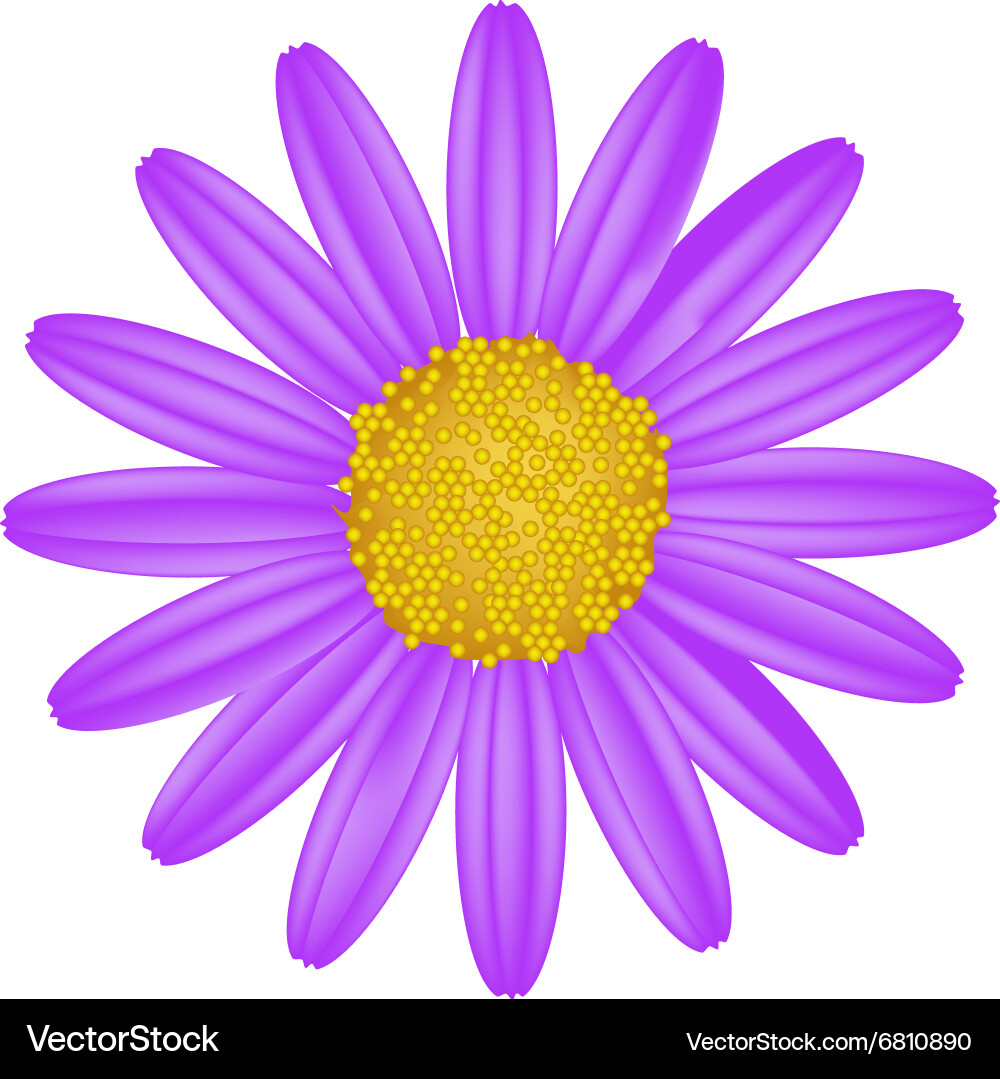 Purple daisy flower on a white background Vector Image