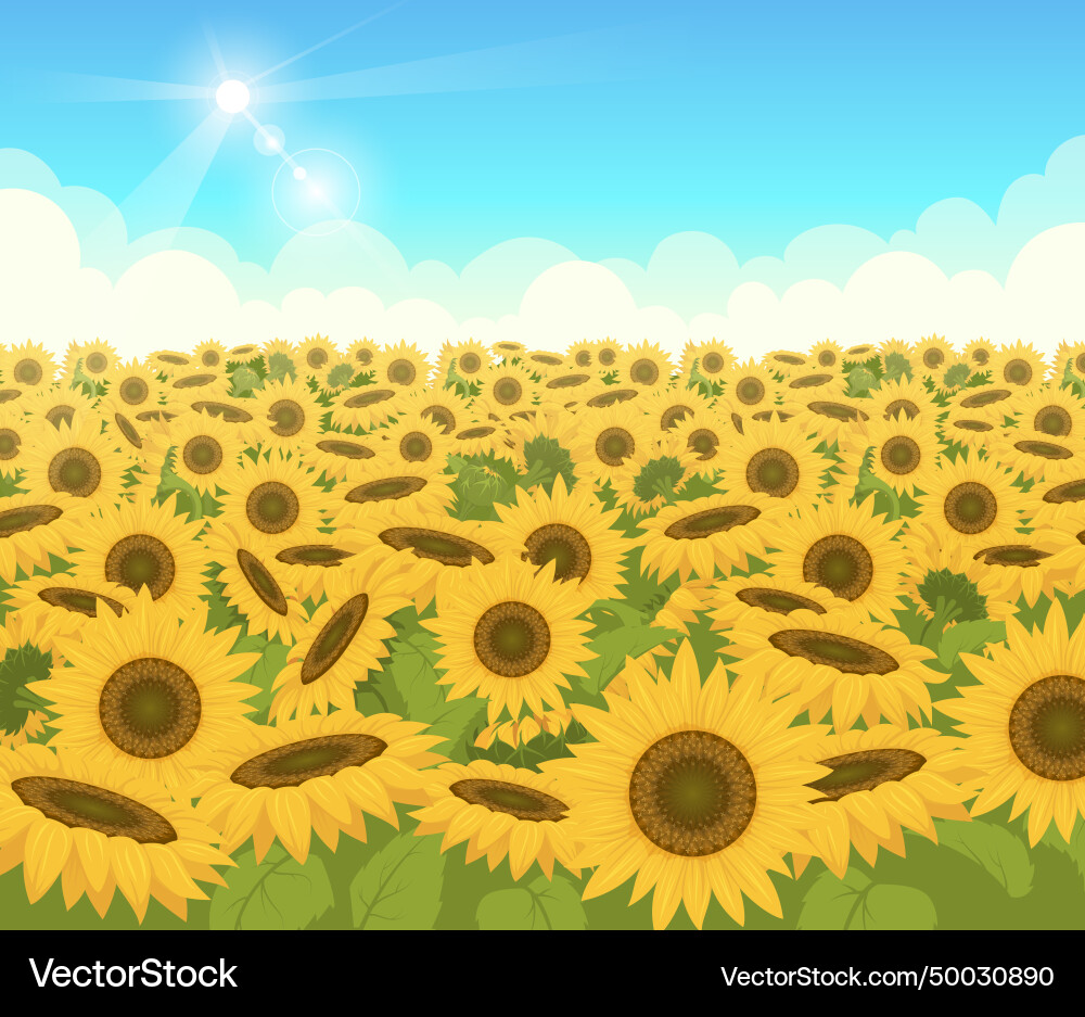 Sunflower field nature light outdoor background Vector Image