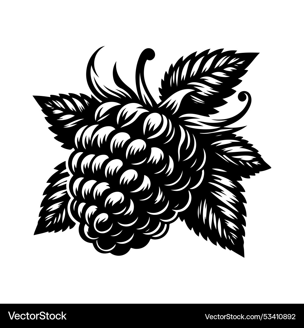 Raspberry art Royalty Free Vector Image - VectorStock