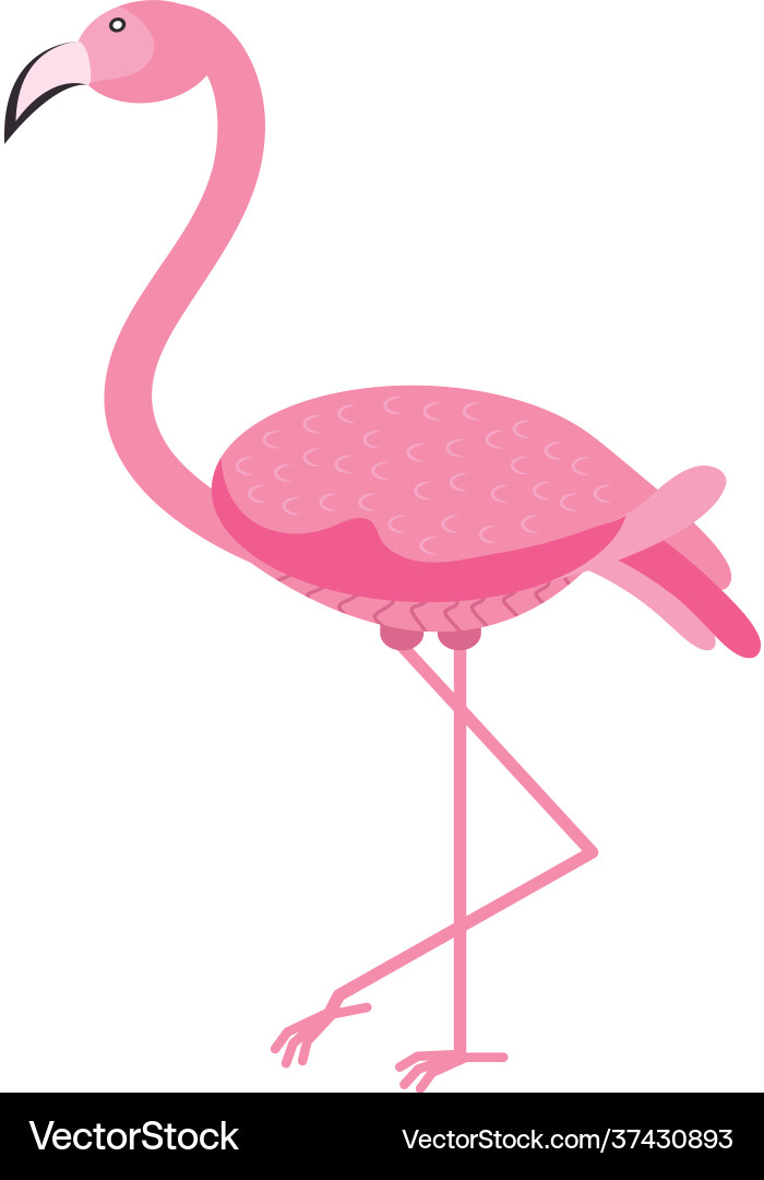 Pink flamingo bird Royalty Free Vector Image - VectorStock