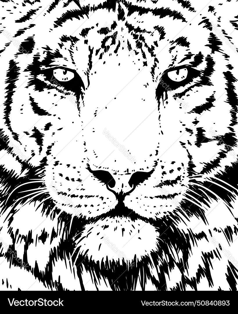 Tiger portrait wild cat head detailed drawing Vector Image
