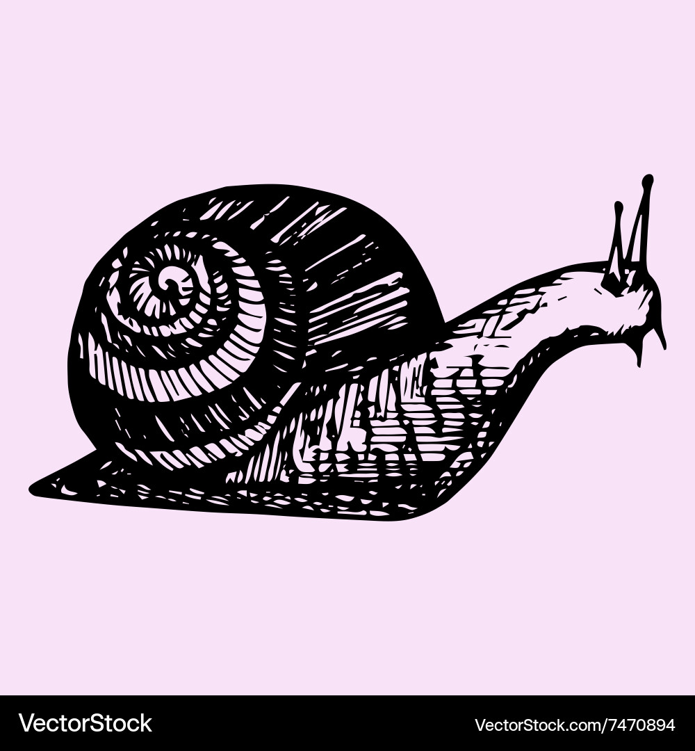 Snail Royalty Free Vector Image - VectorStock