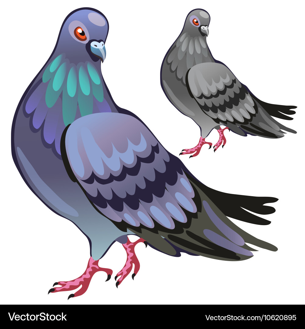 Beautiful pigeon closeup on white background Vector Image