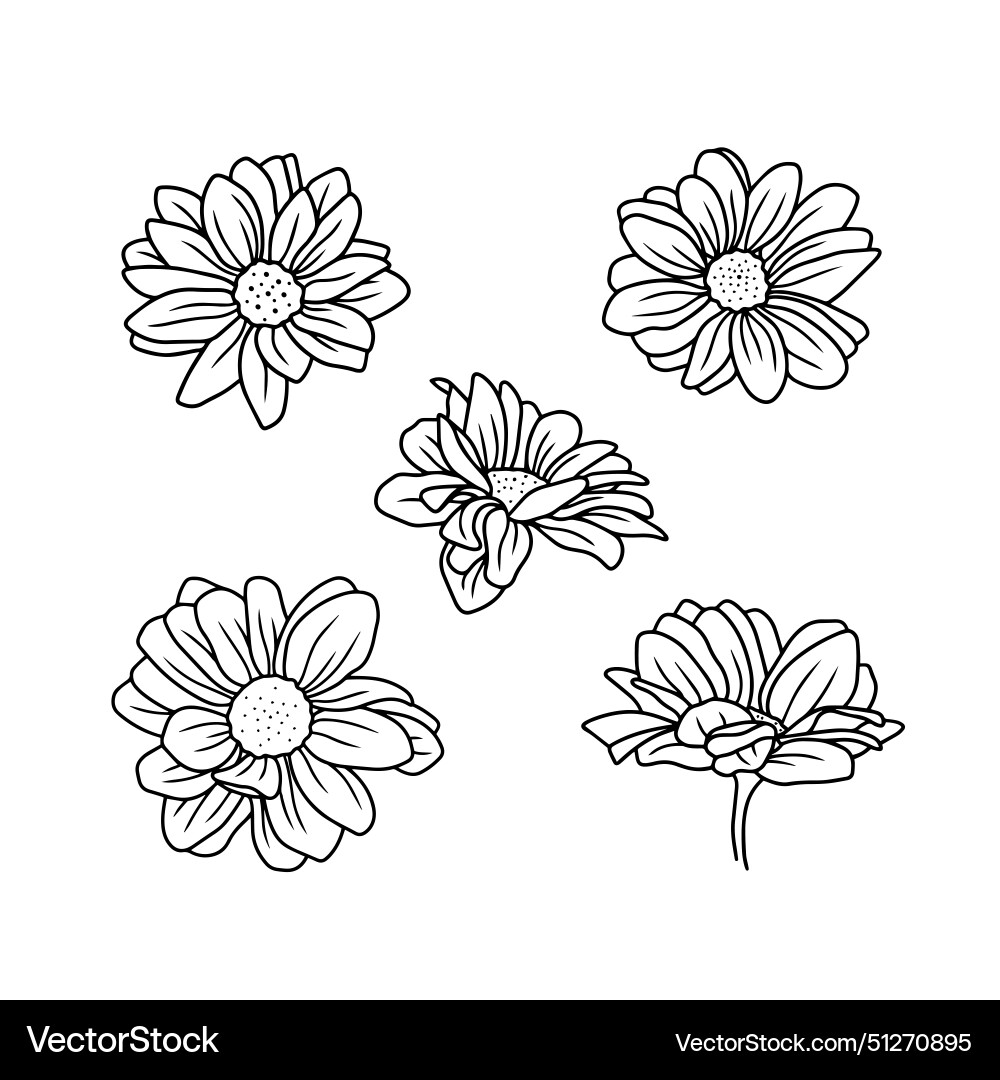 Daisy floral botany sketch set camomile Royalty Free Vector