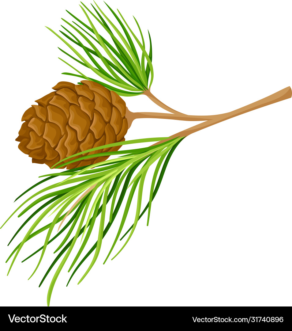 Green branch cedar with needle-like leaves Vector Image