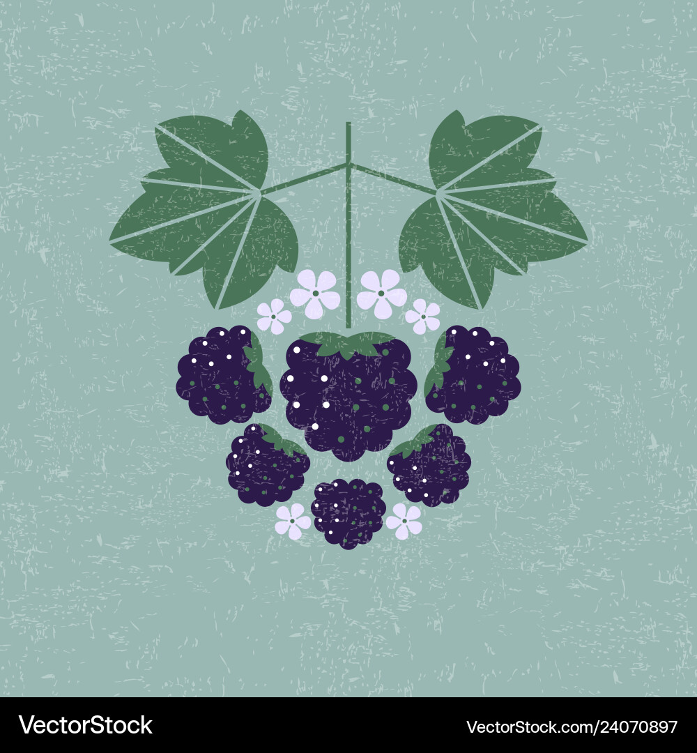 Blackberry with leaves Royalty Free Vector Image