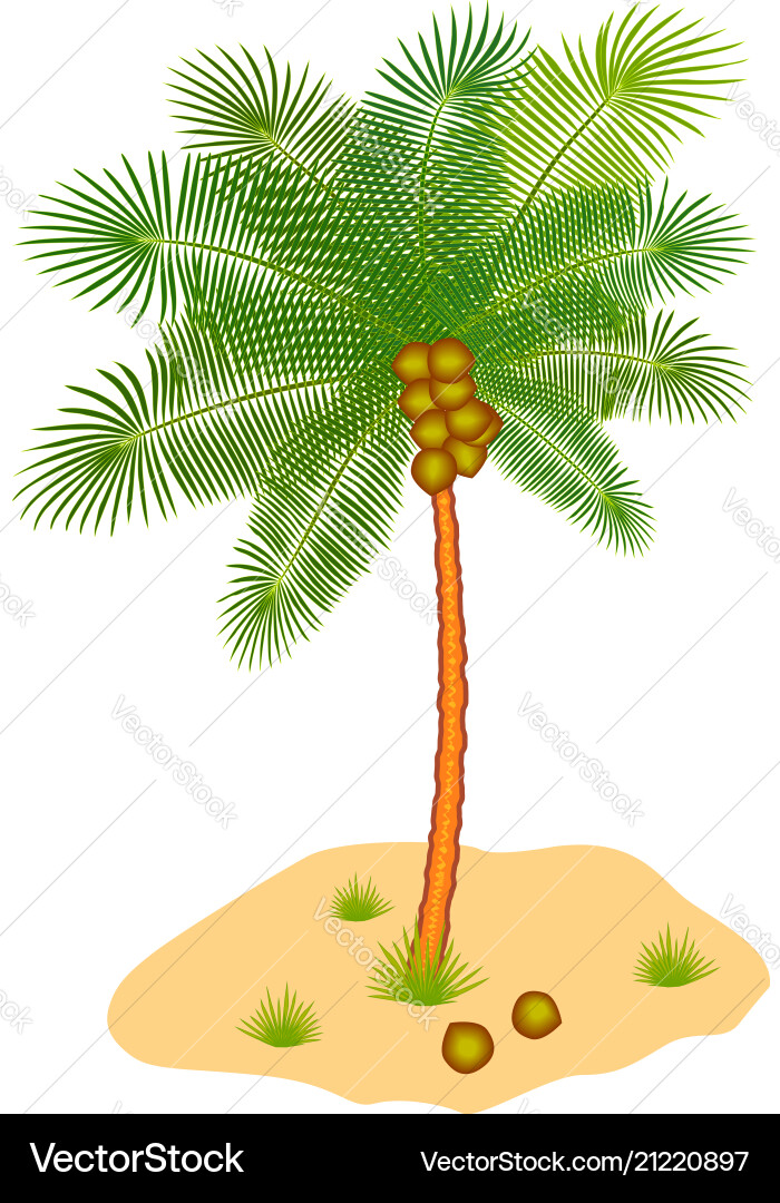 Coconut tree Royalty Free Vector Image - VectorStock
