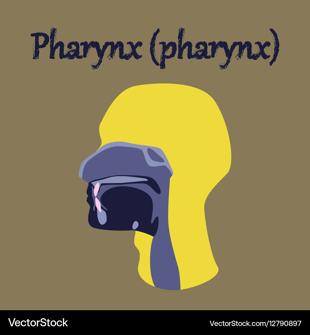 menschliches Organ Icon im flachen Stil Pharynx Vektorbild