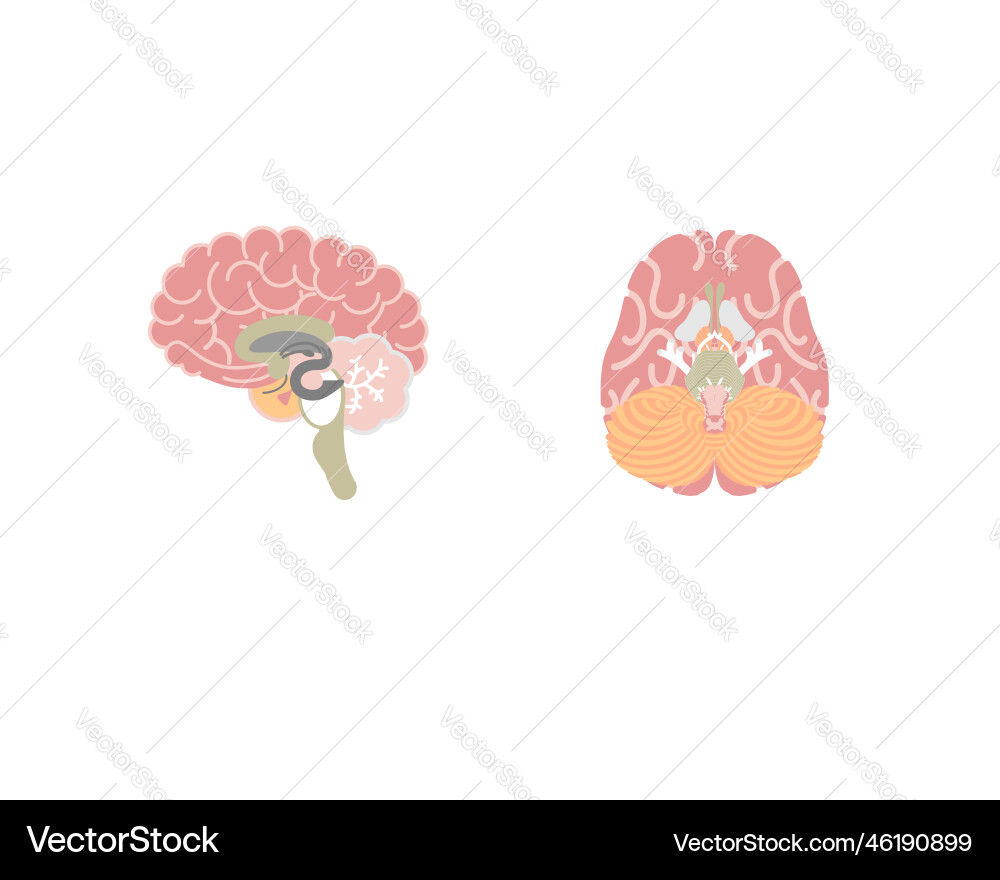 Human brain internal organs anatomy body part Vector Image