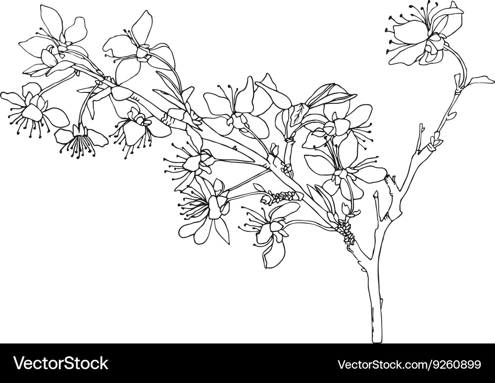 Line drawing blooming flowers on branch Royalty Free Vector