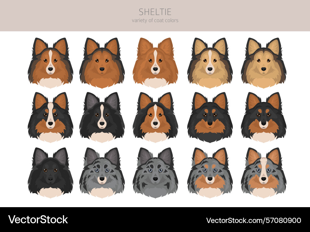 Sheltie shetland sheepdog clipart different poses Vector Image