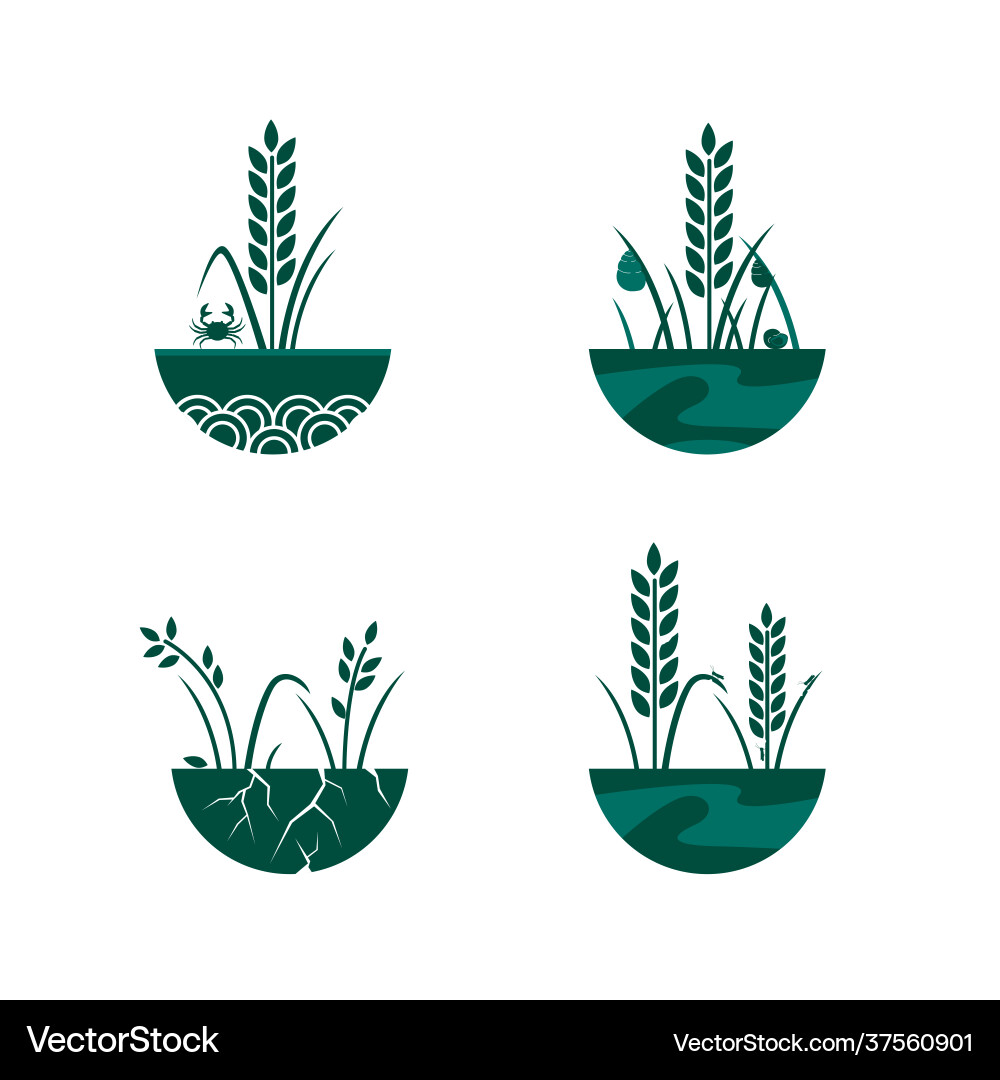 Rice pest Royalty Free Vector Image - VectorStock