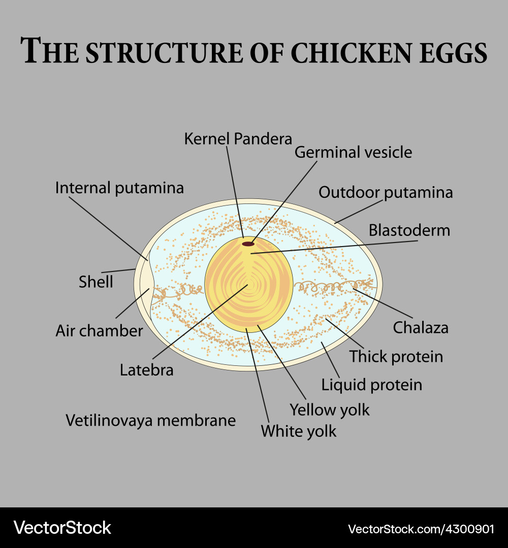 Chicken Egg Diagram
